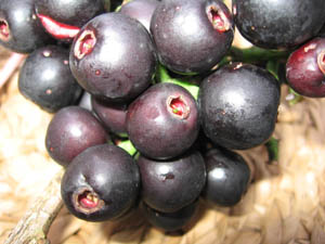 Lipote / Igot / Bahag - Market Manila