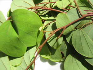 Alibangbang / Malabar Bauhinia - Market Manila