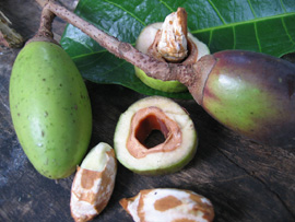 Market Manila - Fresh Pili Nuts - General