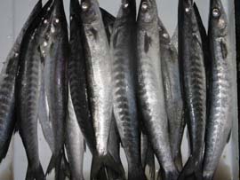 Market Manila - Bilong-Bilong, Tursilyo & Tulingan/Moonfish, Barracuda ...