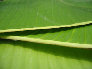 Banana Leaves - Market Manila