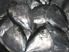 Bilong-Bilong, Tursilyo & Tulingan/Moonfish, Barracuda & Tuna - Market ...