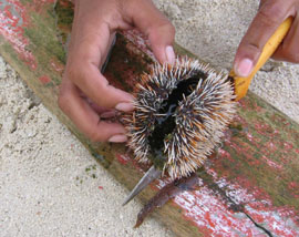 Market Manila - Swaki / Sea Urchin Roe - General