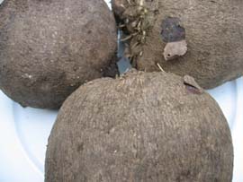 Market Manila - Ube / Kinampay / Purple Yam - General