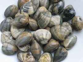 Halaan / Clams - Market Manila