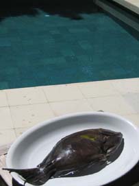 Market Manila - Grilled Labahita (Surgeonfish) with 3 Dipping Sauces ...