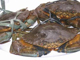 Question: Ano pinagkaiba ng Alimango sa Alimasag? - Page 3