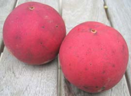 Market Manila - Mabolo / Kamagong - General