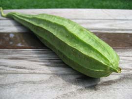 Market Manila - Patola / Angled Loofah - General