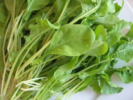 Market Manila - Rocket / Arugula / Rucola - General