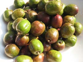 Market Manila - Sineguelas / Spanish Plum - General