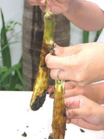 Market Manila - Grilled Talong (Eggplant) Salad - General