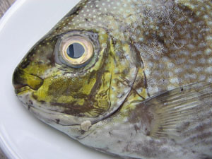 Samaral / Rabbitfish / Spinefoot - Market Manila