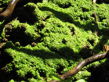 Moss - Market Manila