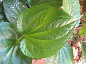 Betel / Ikmo / Samat Leaves - Market Manila
