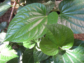 Market Manila - Betel / Ikmo / Samat Leaves - General