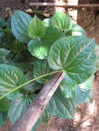 Market Manila - Betel / Ikmo / Samat Leaves - General