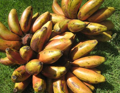 "Morado" Bananas - Market Manila