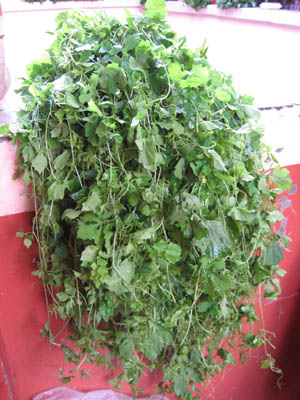 Market Manila - The Vigan Market - General