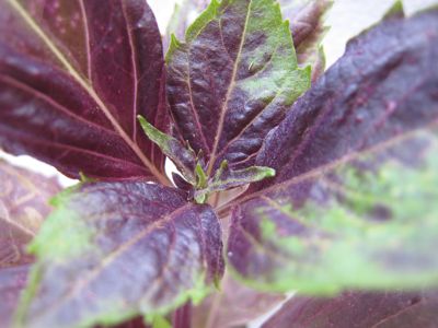 Basil, Lavender, Basil, Sage, Basil... - Market Manila
