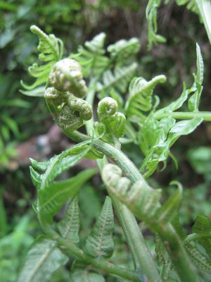 Pako / Fiddlehead Ferns in Their Natural State... - Market Manila