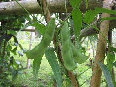 Patani / Lima Beans on The Vine - Market Manila