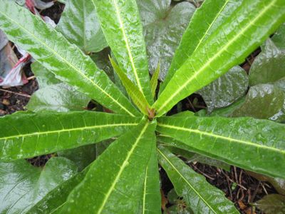 "Lubi-Lubi" - Market Manila