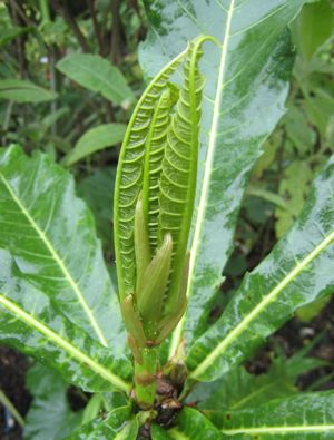 Market Manila - “Lubi-Lubi” - General