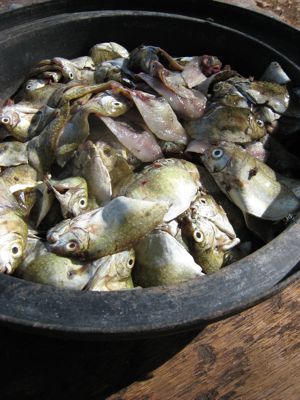 Market Manila - How to Make Boneless Dried Rabbitfish / Daing na ...