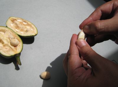 Market Manila - Malabar Chestnut / Saba Nut - General