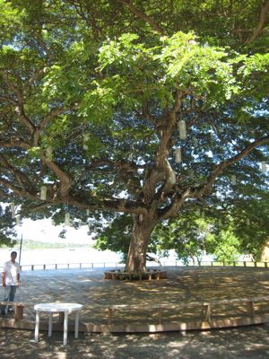 A Gorgeous Tree in Dauis, Bohol... - Market Manila