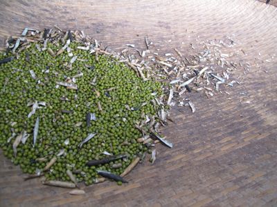 Market Manila - Fresh Munggo / Mung Beans - General