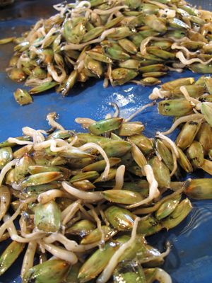 Ugpan - Market Manila