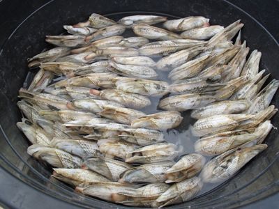 Market Manila - Diwal / Angel Wing Clams - General