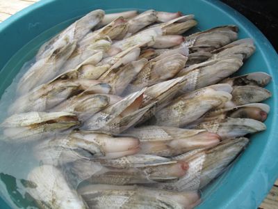 Diwal / Angel Wing Clams - Market Manila