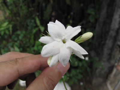 Meaning Of Sampaguita Flower | Best Flower Site