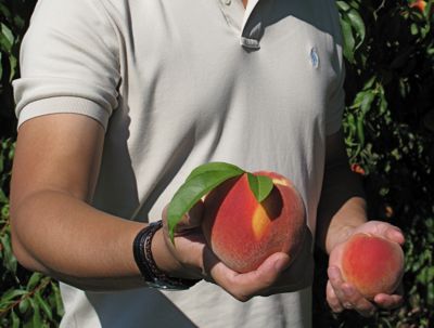 The Freshest Fuzzy Peaches... - Market Manila