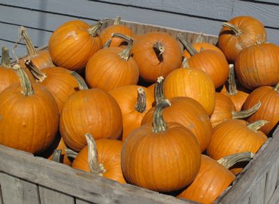 Market Manila - Halloween Pumpkins & Gourds… - Flowers