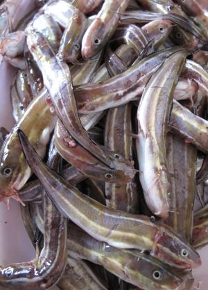 Market Manila - Common & Uncommon Market Finds… - General