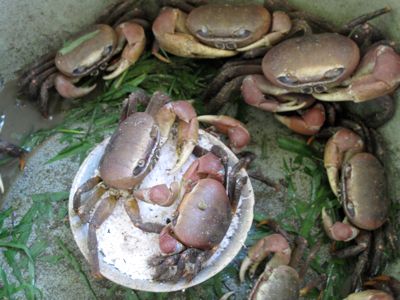 Market Manila - Kagang & Pasgang / Crab & Crab Trap - General