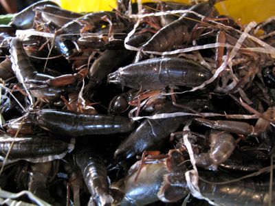 Market Manila - Takla / Crayfish / Crawfish - Seafood