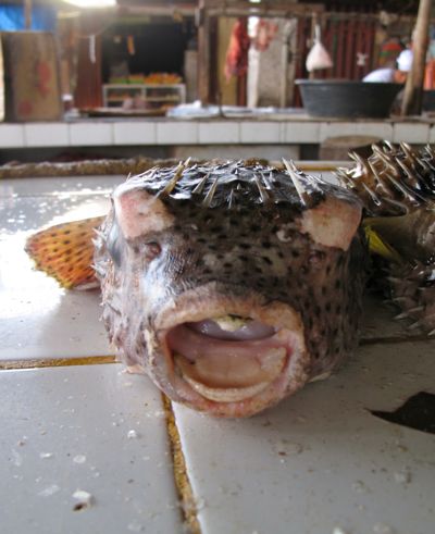 Market Manila - Butete / Tagutungan / Blotched Porcupinefish - General