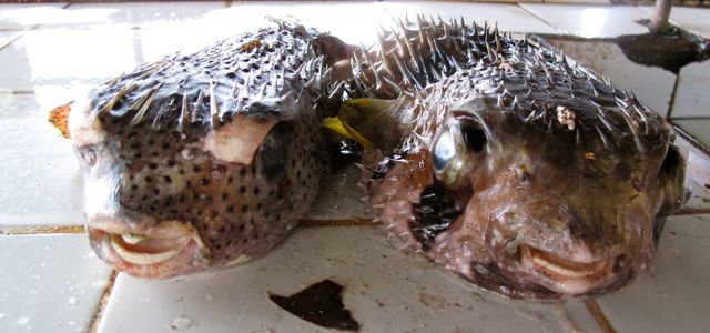 Market Manila - Butete / Tagutungan / Blotched Porcupinefish - General