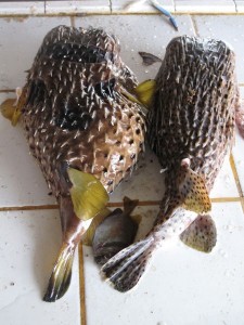 Market Manila - Butete / Tagutungan / Blotched Porcupinefish - General