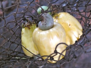 Market Manila - Fresh Kasoy / Cashews - Fruit