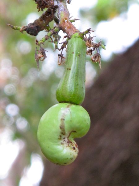 Market Manila - Fresh Kasoy / Cashews - Fruit