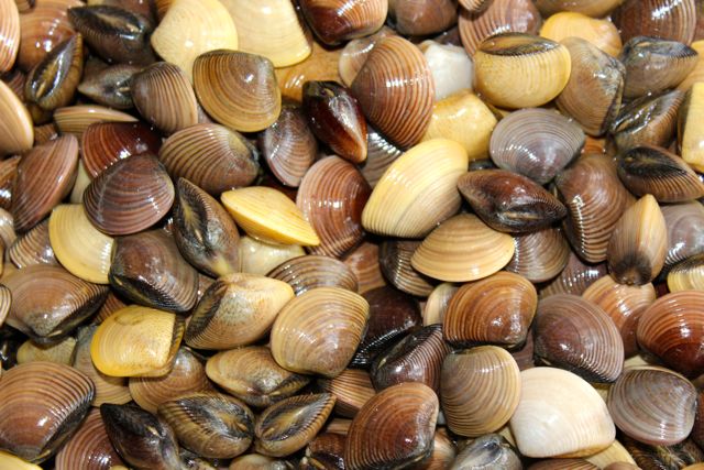 Market Manila - Spaghetti a la Vongole - General