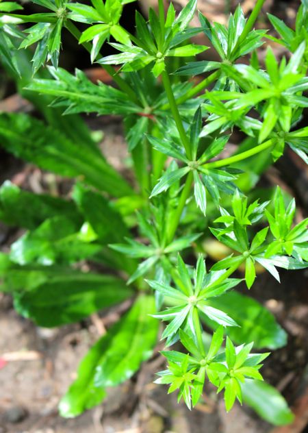 Market Manila - Sawtooth Coriander - General