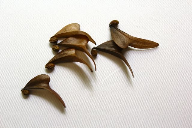 Market Manila - “Flying” Seeds… - General