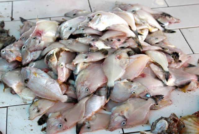 Market Manila - Reef Fresh Seafood at the Bantayan Town Market!! - General